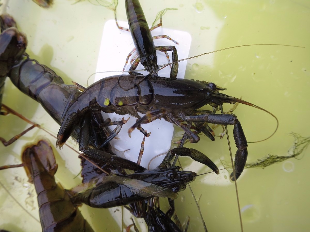 As cantigas dos camarões dos rios... :: Mare-em-sao-tome